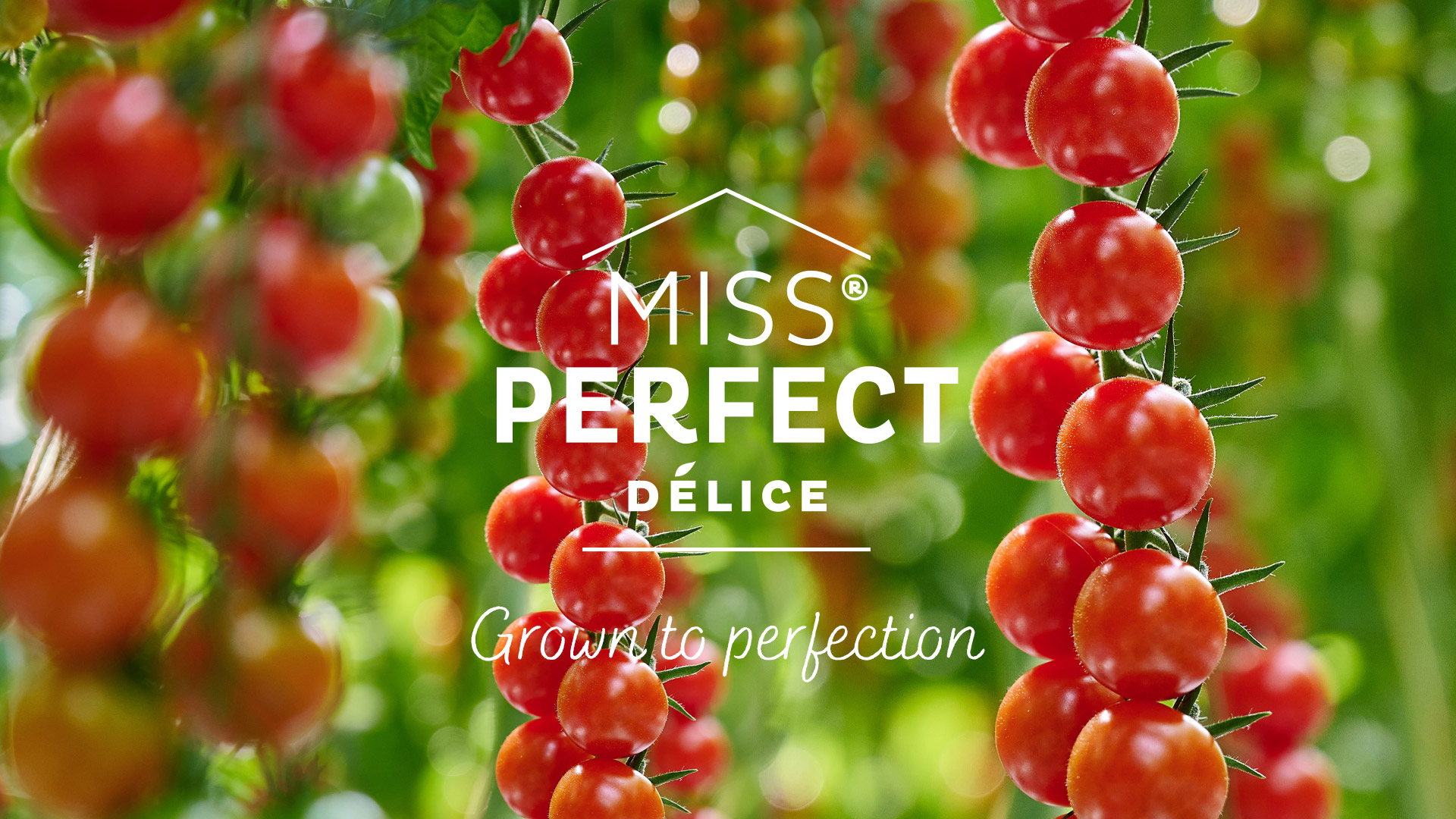 Den Berk Délice - Miss Perfect - PrimaLabel