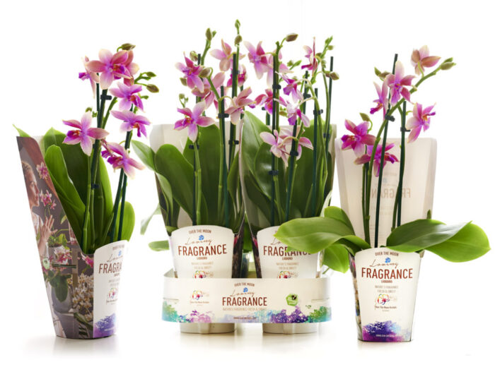 Ontwerp cadeauverpakking OTM Orchids - PrimaLabel